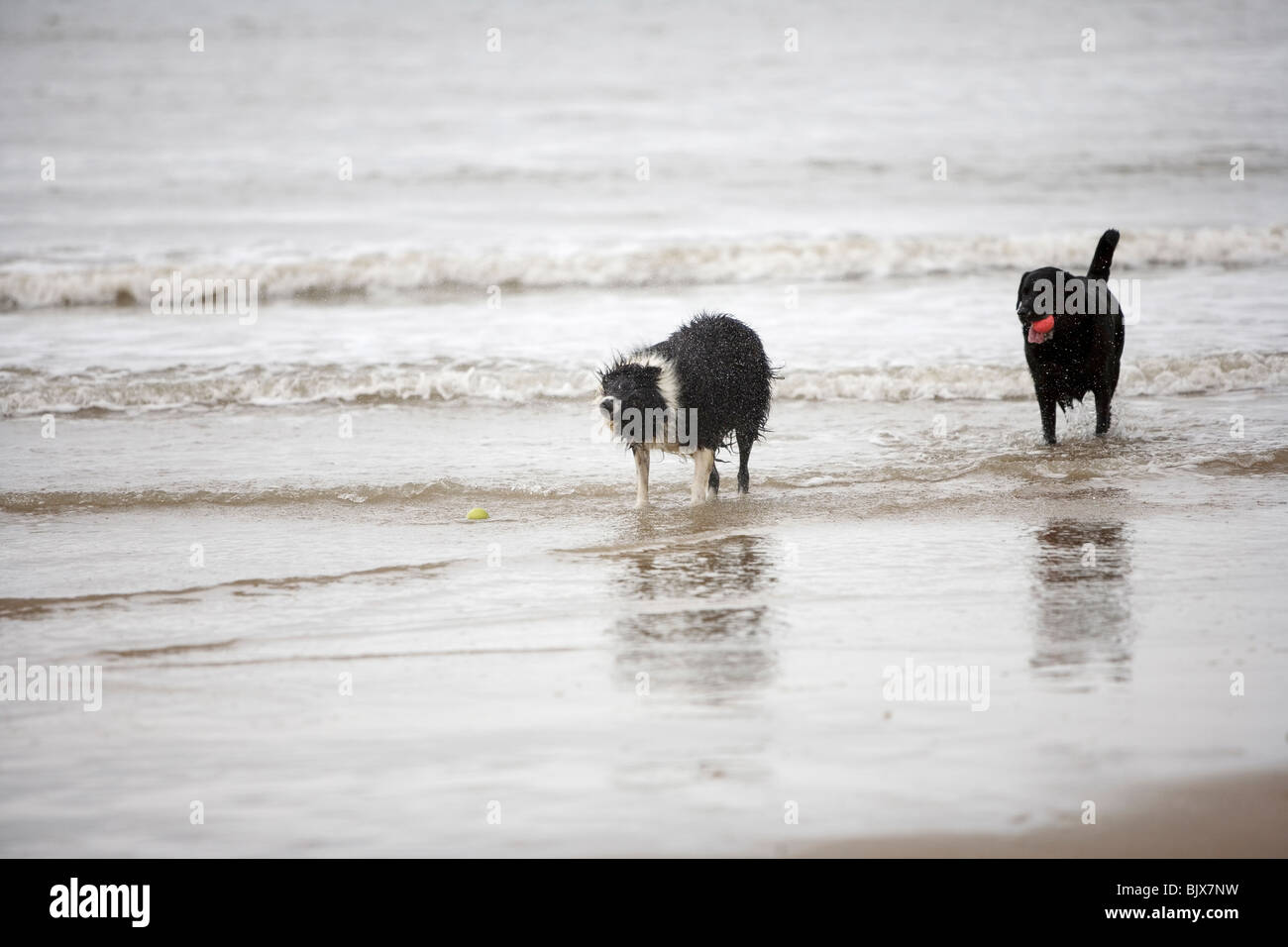 Dogs playing in the sea Stock Photo - Alamy