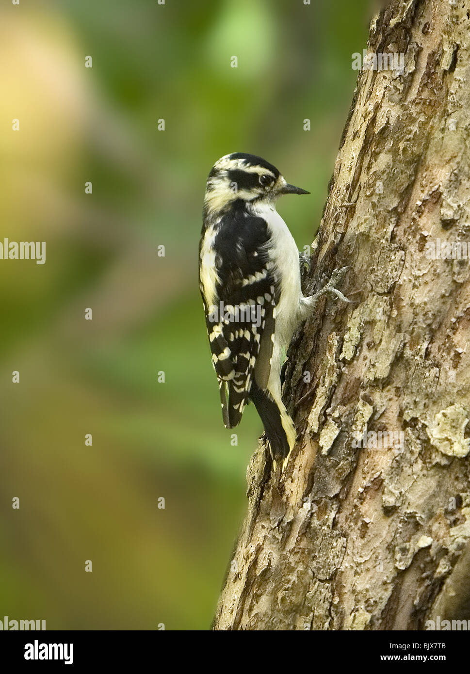 Woodpecker pecking tree hi-res stock photography and images - Alamy