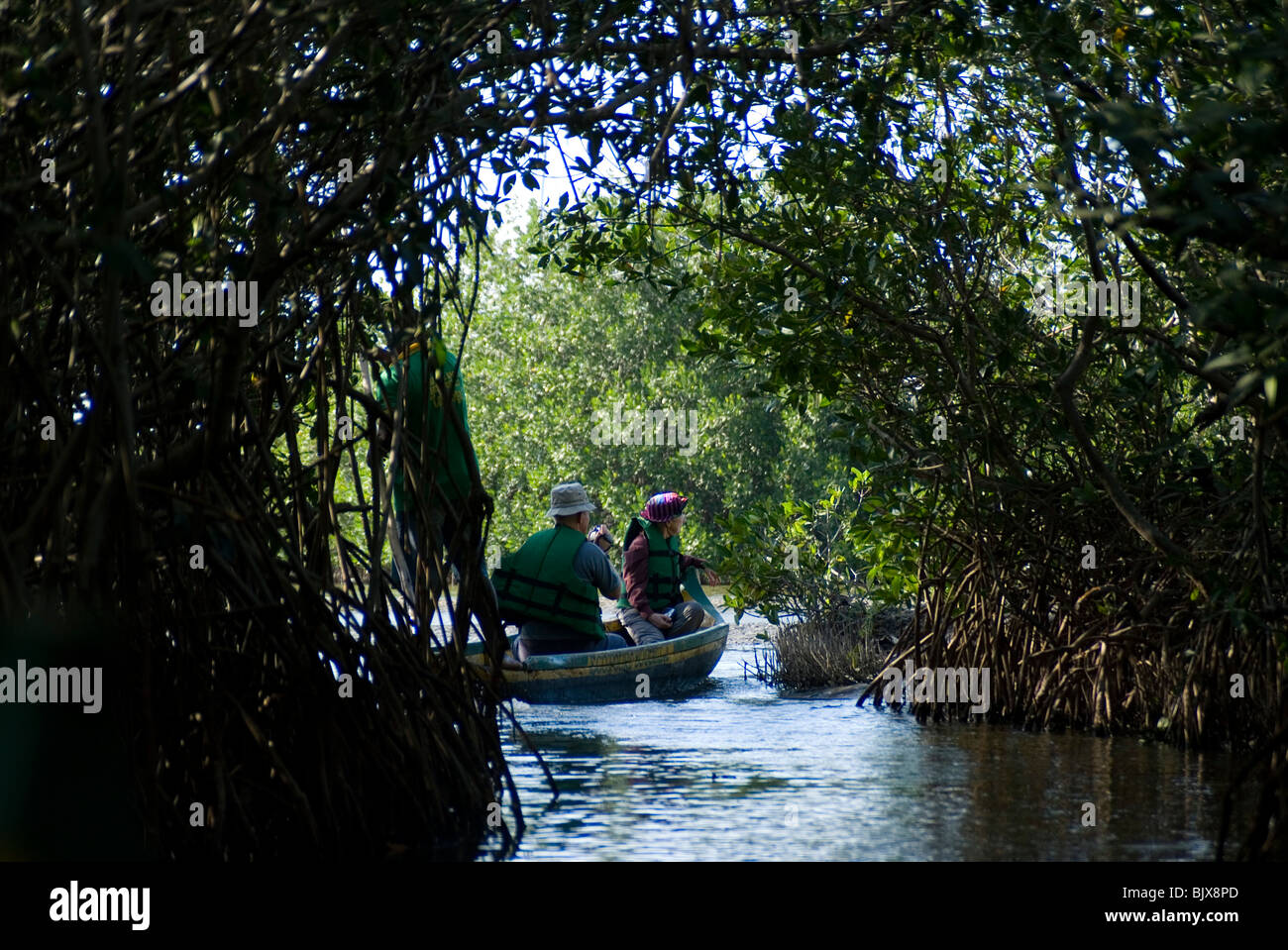 Mangrove swamp, La Boquilla, near Cartagena, Colombia Stock Photo - Alamy