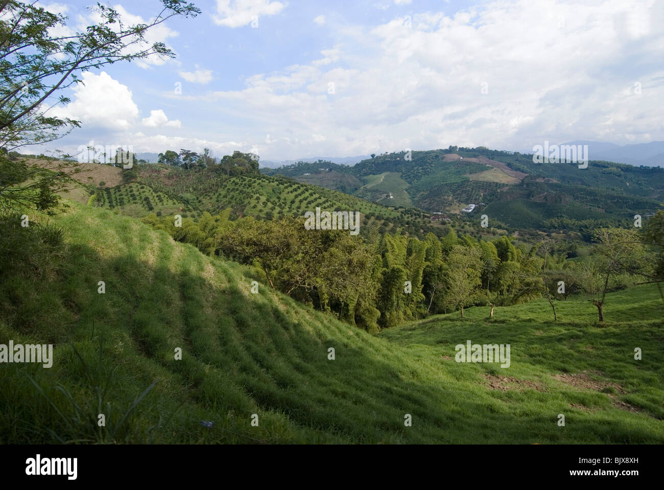 Rural coffee plants hi-res stock photography and images - Alamy