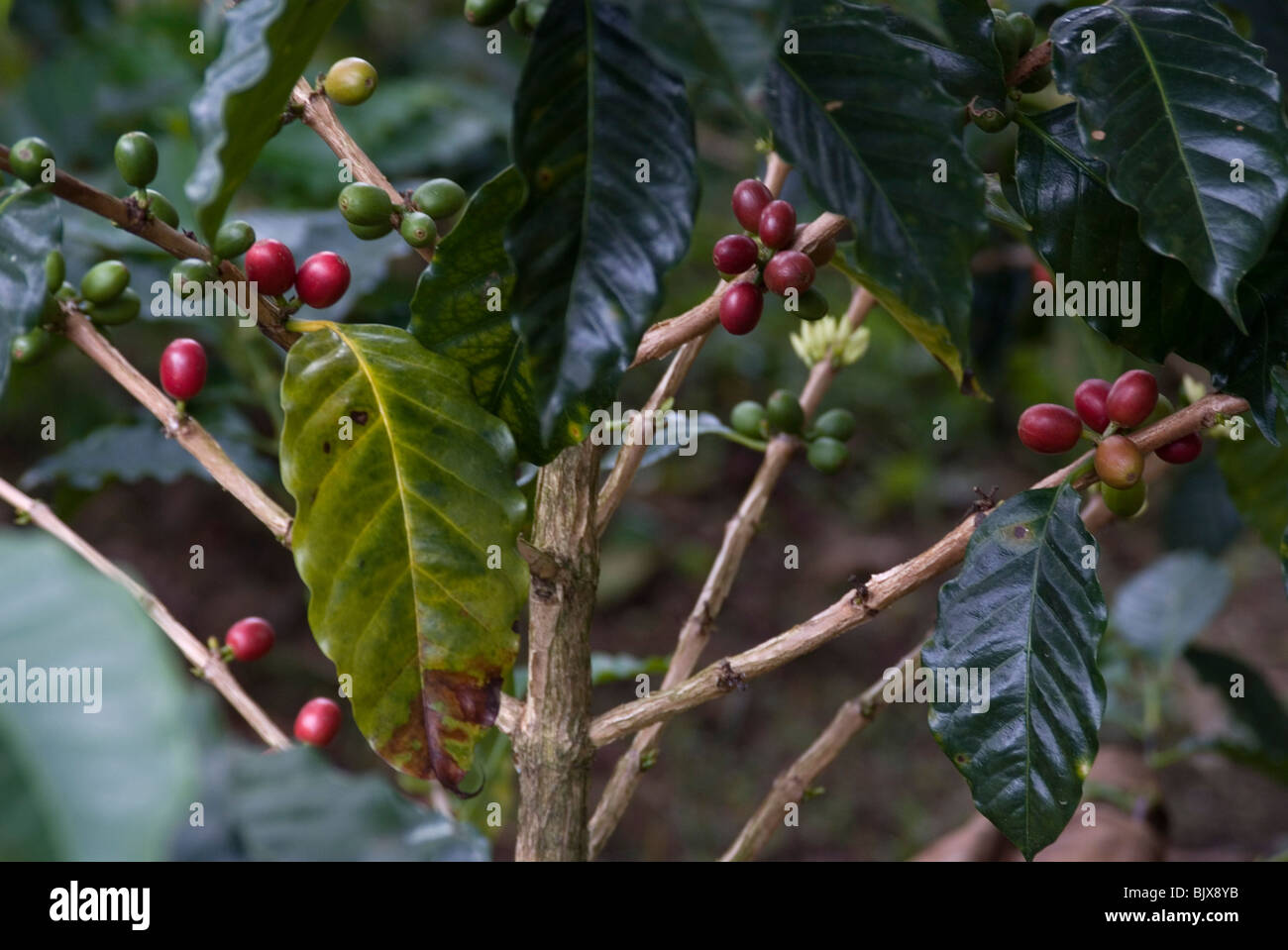 Ripe (red) coffee beans , Recuca Coffee, near Armenia, Colombia Stock ...