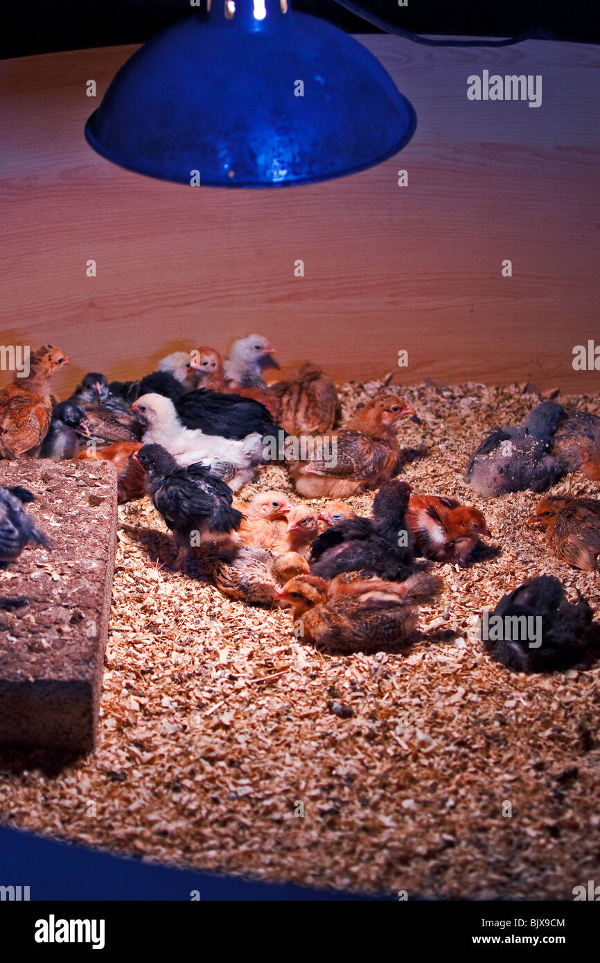 Chicks under a heat lamp Stock Photo - Alamy