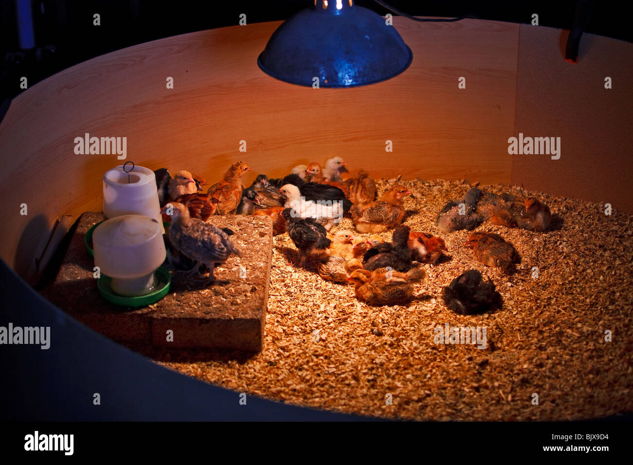 Chicks under a heat lamp Stock Photo - Alamy