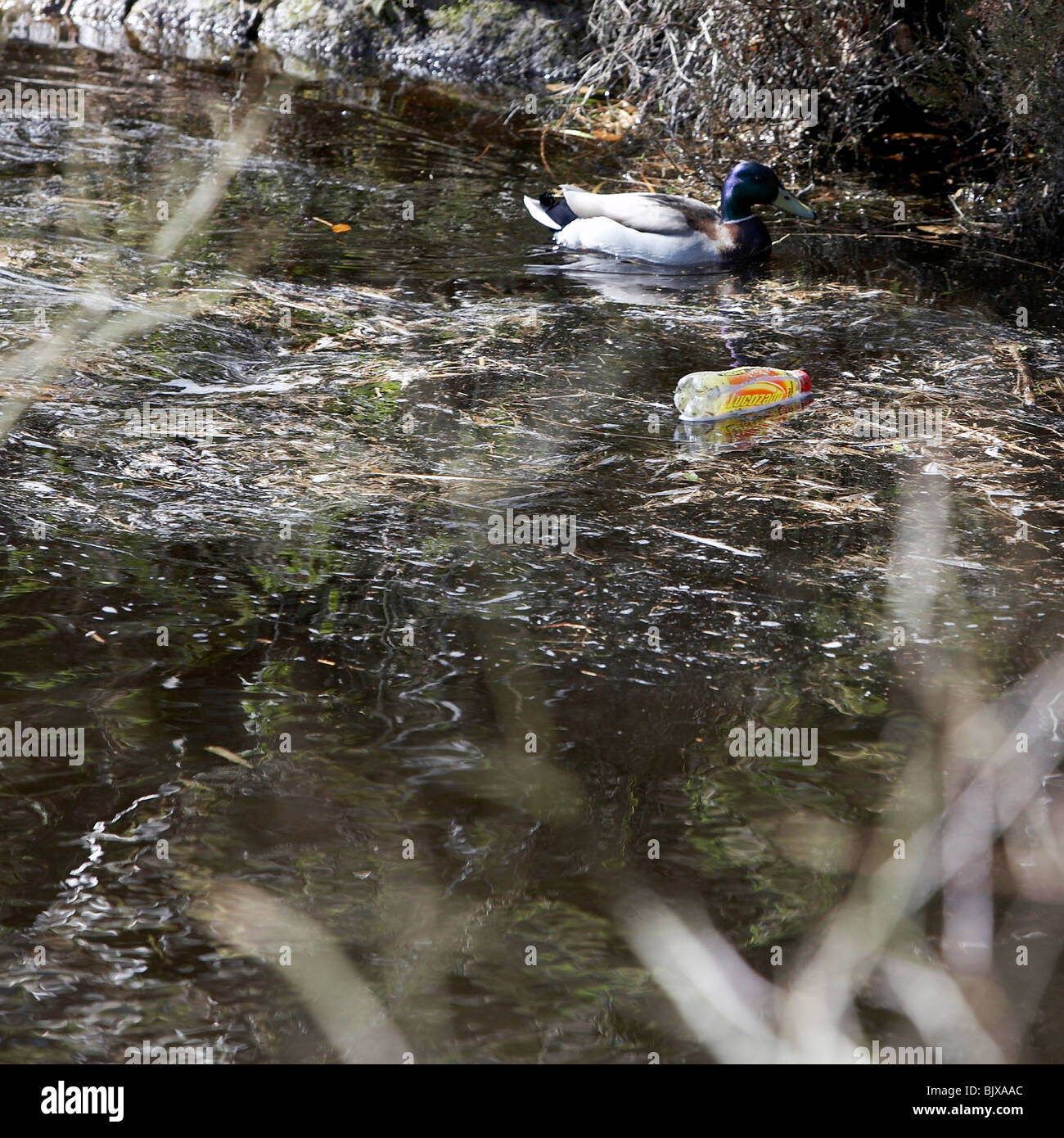 Duck in polluted water Stock Photo - Alamy