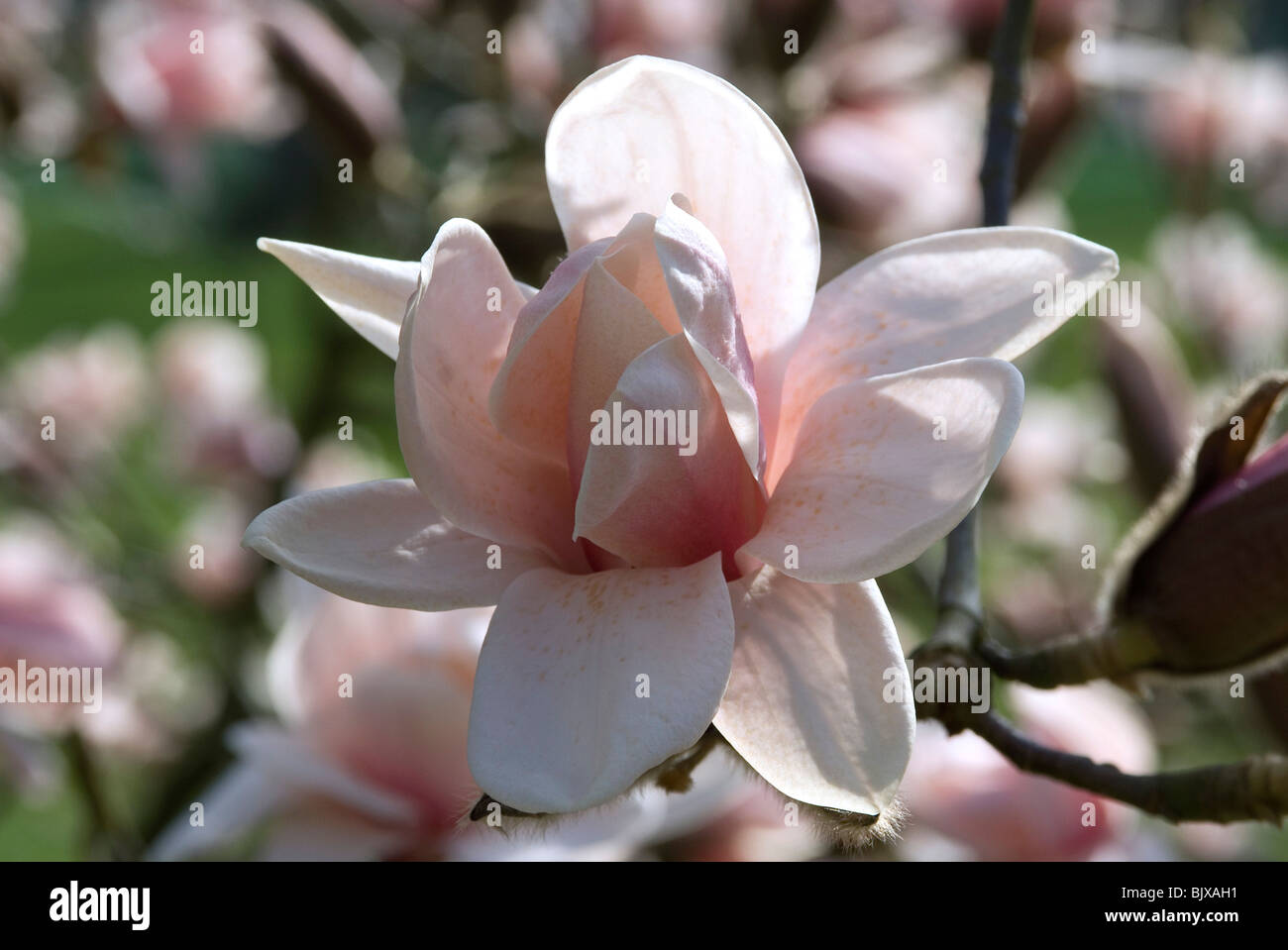 Magnolia Blossom, Kew Gardens, Kew, Surrey, England Stock Photo - Alamy