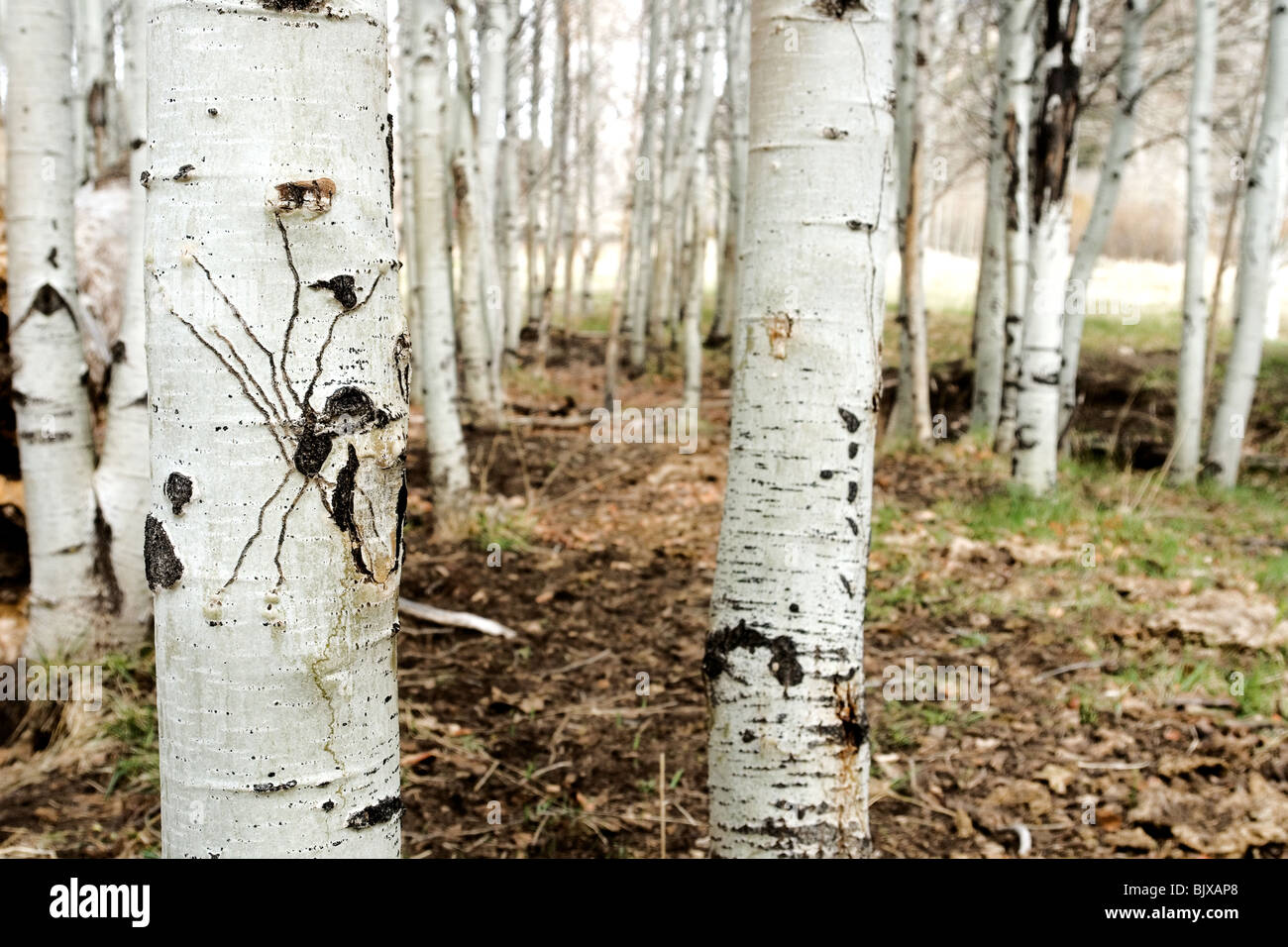 Quaking aspen trees hi-res stock photography and images - Alamy