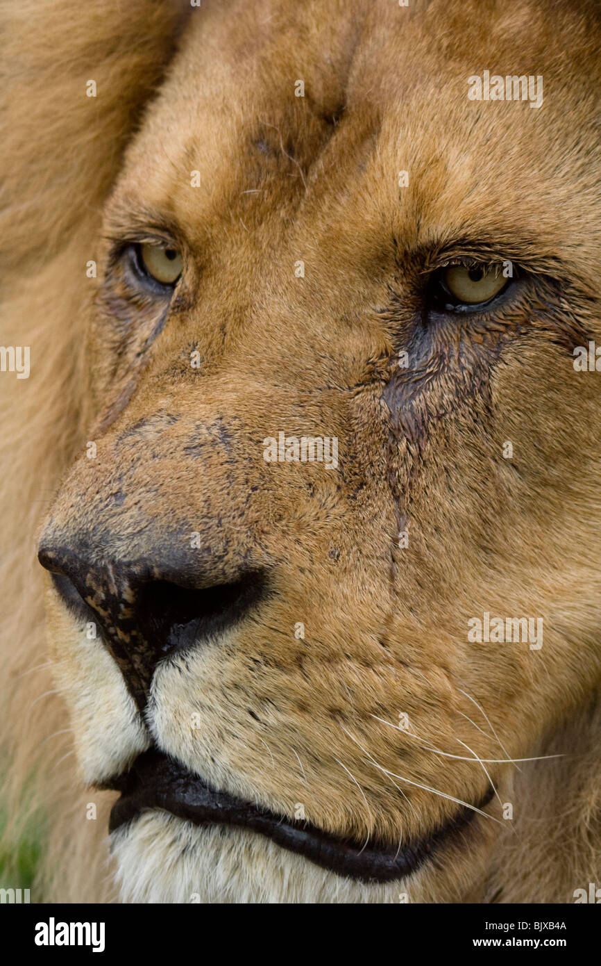Lion Nose High Resolution Stock Photography and Images - Alamy