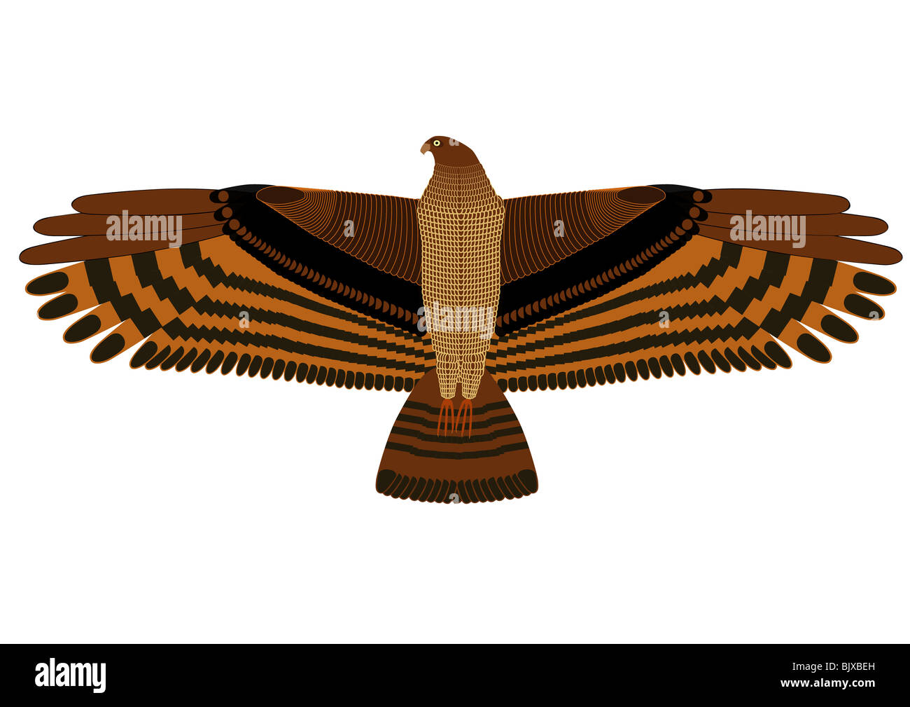 Eagle wings soaring Cut Out Stock Images & Pictures - Alamy