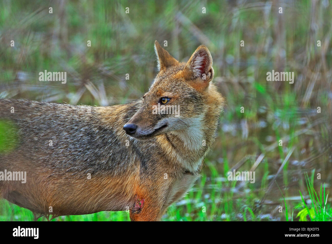 Jackal india gujarat hi-res stock photography and images - Alamy