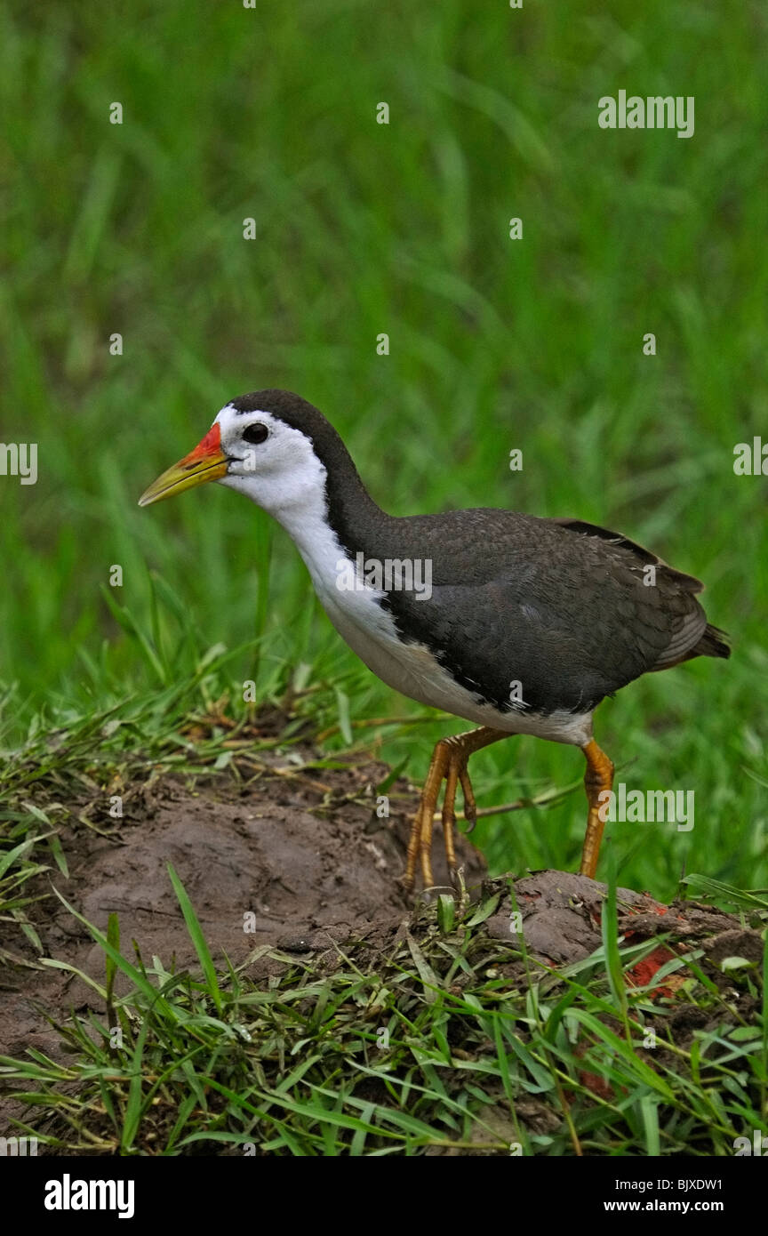 white breasted waterhen Stock Photo - Alamy