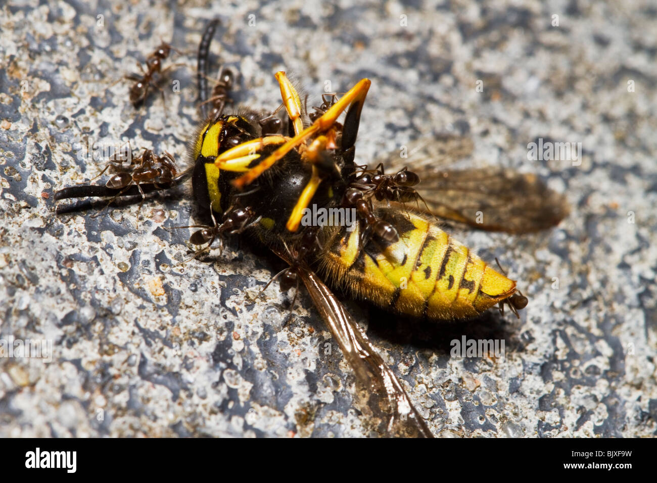 Ants with wasp hi-res stock photography and images - Alamy