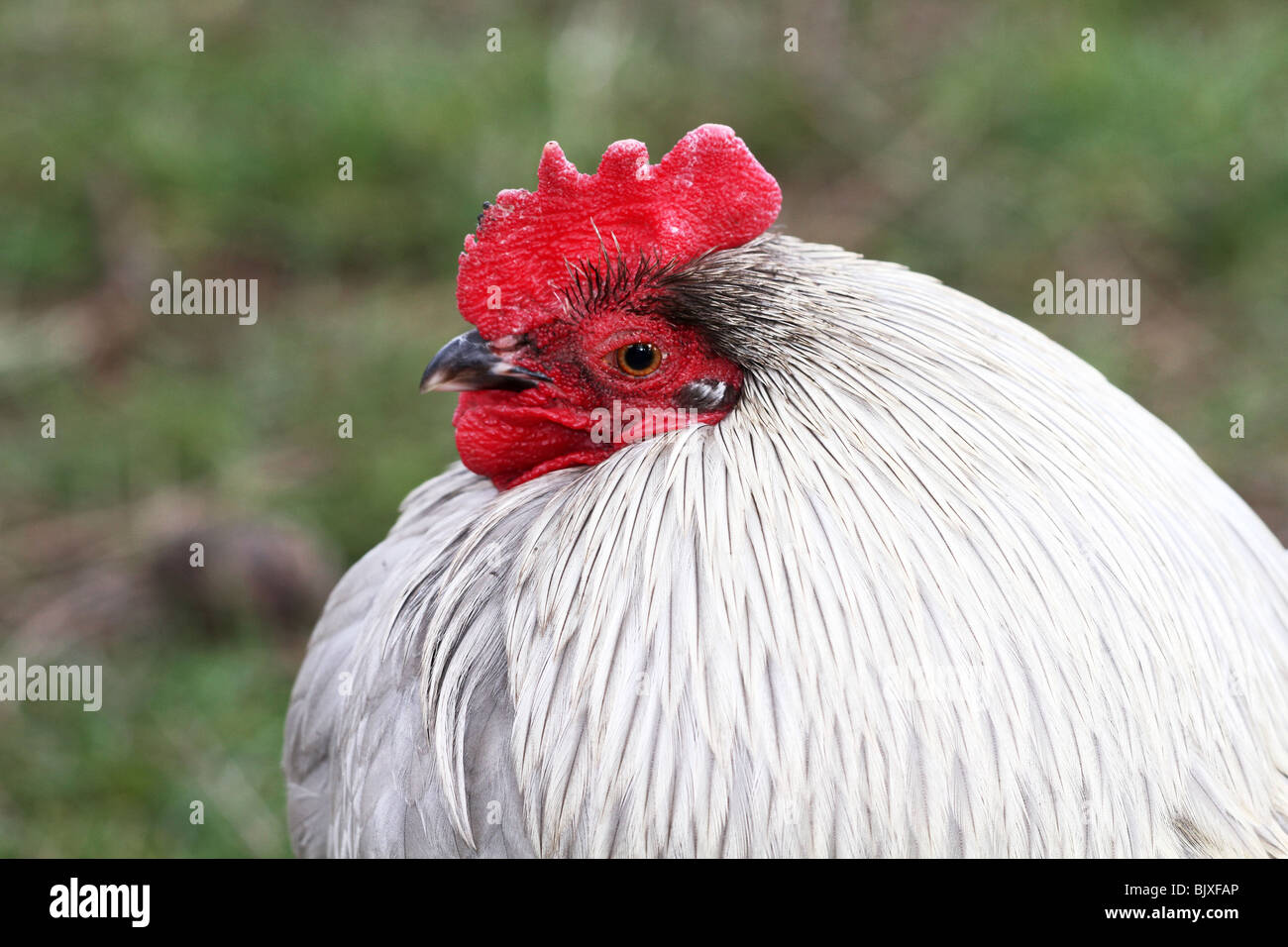 Cockeral head hi-res stock photography and images - Alamy