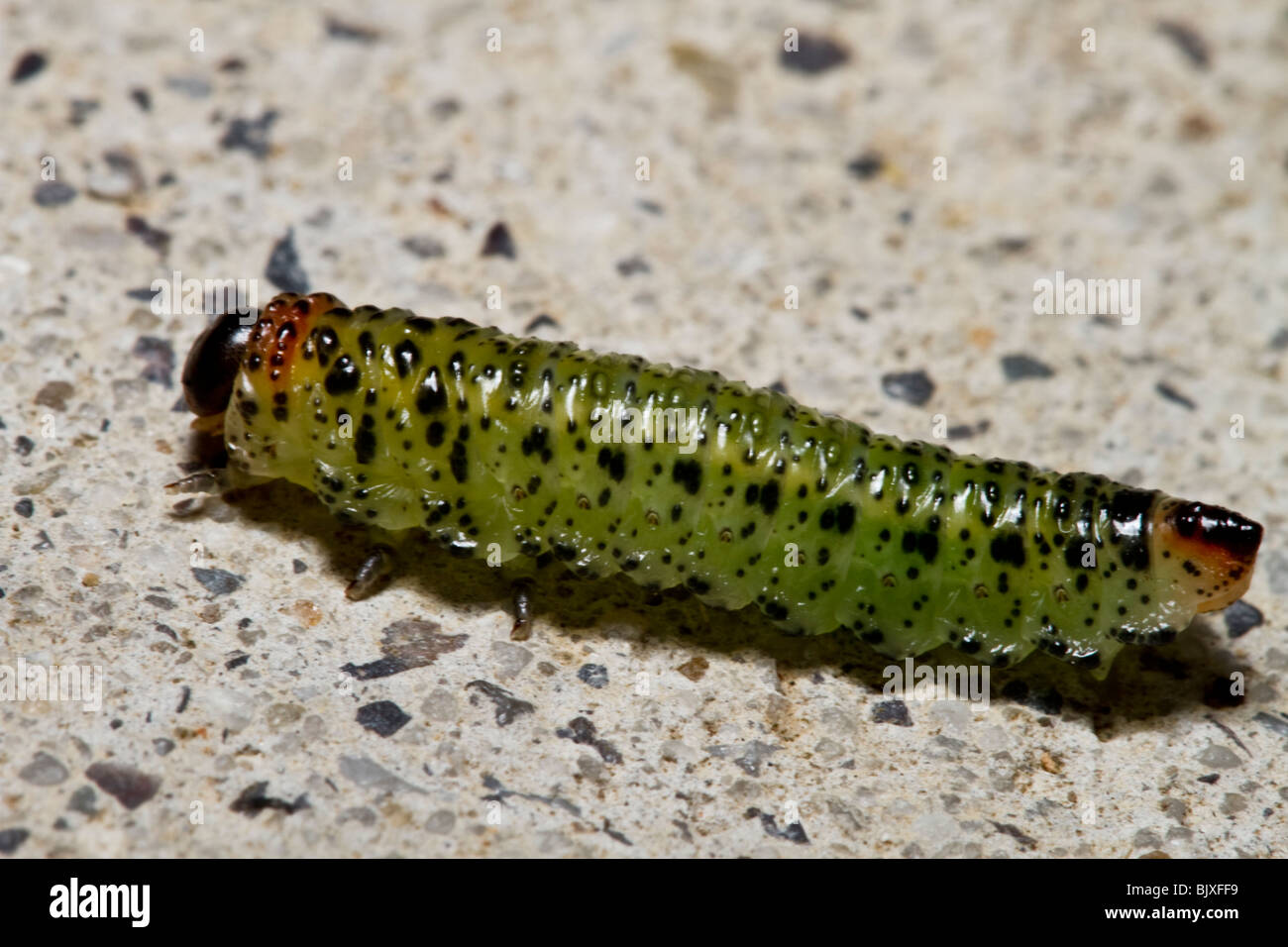 Walking caterpillar hi-res stock photography and images - Alamy