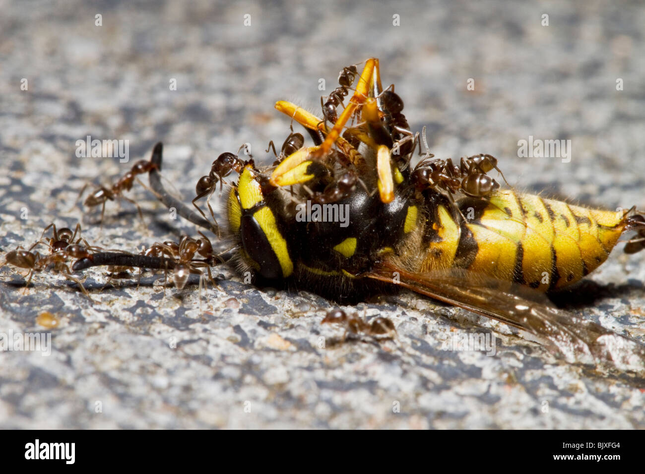 Wasp insects hi-res stock photography and images - Alamy