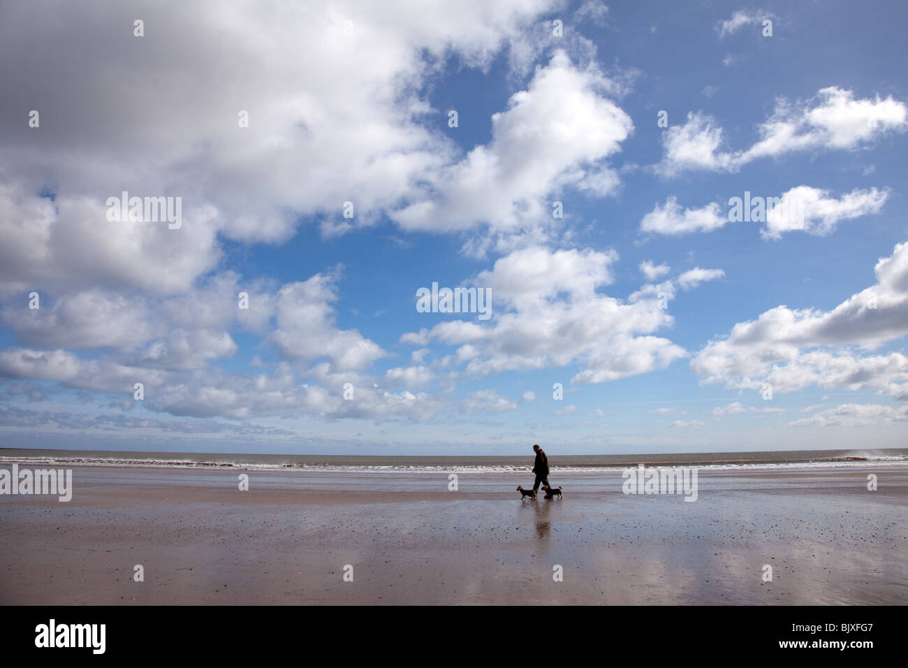 A man walking his dogs on Filey beach. Filey is a traditional English ...