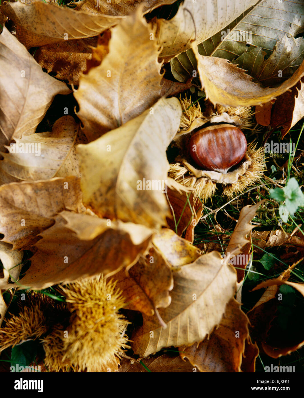 Chestnuts on ground Stock Photo - Alamy