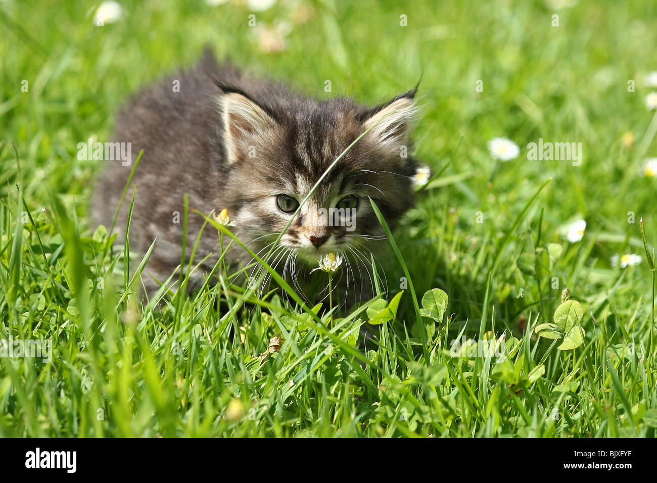 Kitten and cats hi-res stock photography and images - Alamy