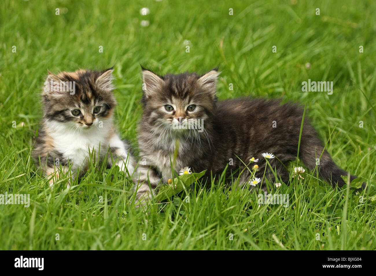 Norwegian Forest Cat kitten Stock Photo - Alamy