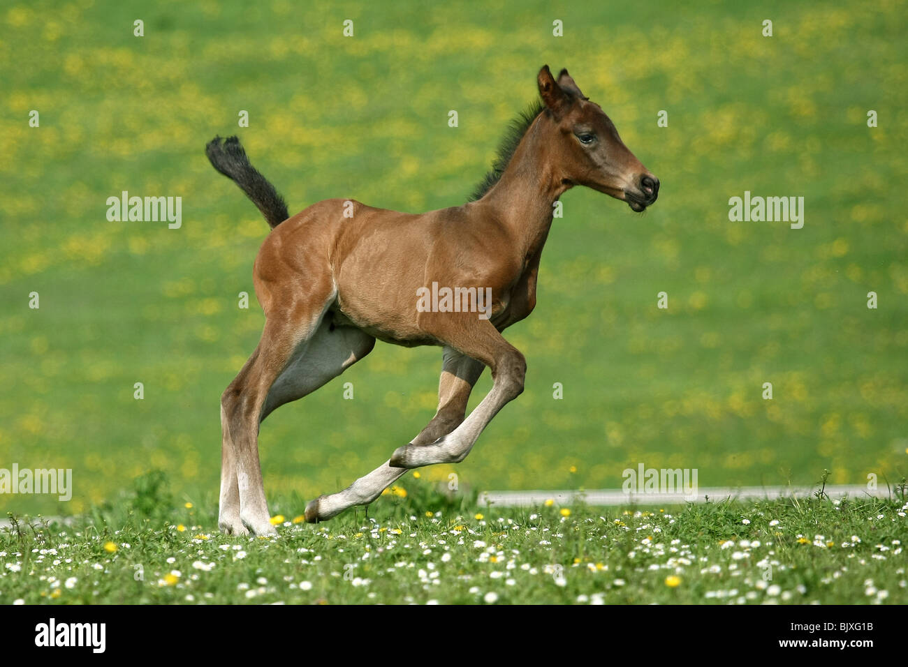 Foal of horse hi-res stock photography and images - Alamy
