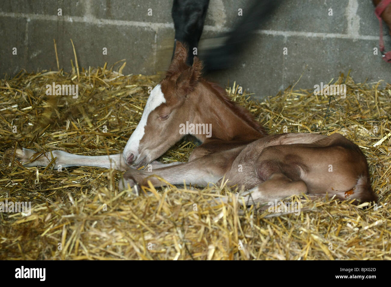 Box foal hi-res stock photography and images - Alamy