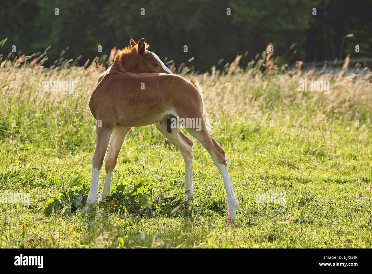 Foal scratching hi-res stock photography and images - Alamy