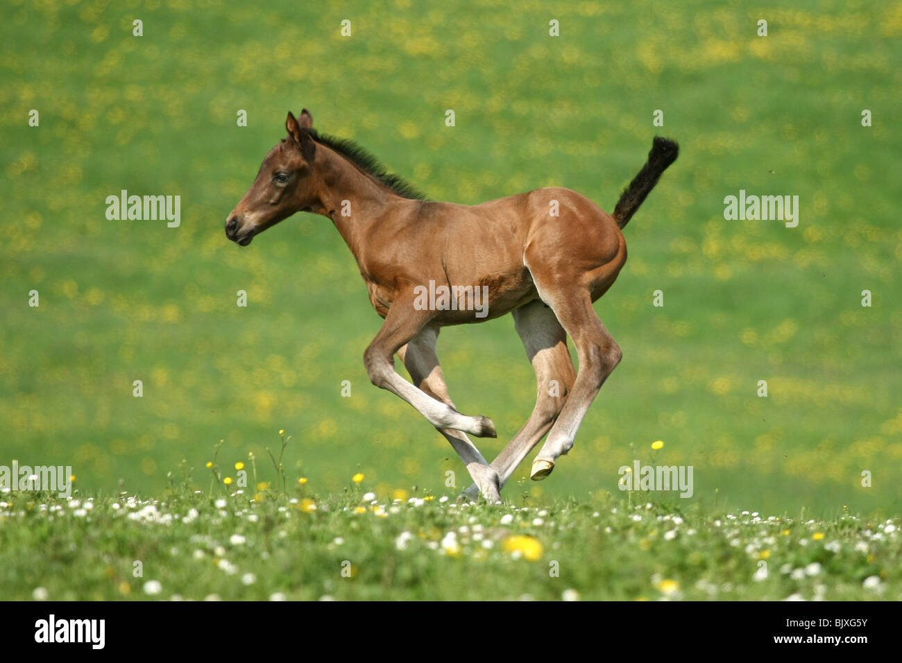 Foal running hi-res stock photography and images - Alamy