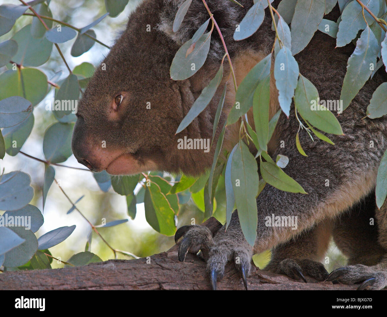 KOALA CLIMBING IN TREE AT ZOO IN MELBOURNE VICTORIA AUSTRALIA Stock ...