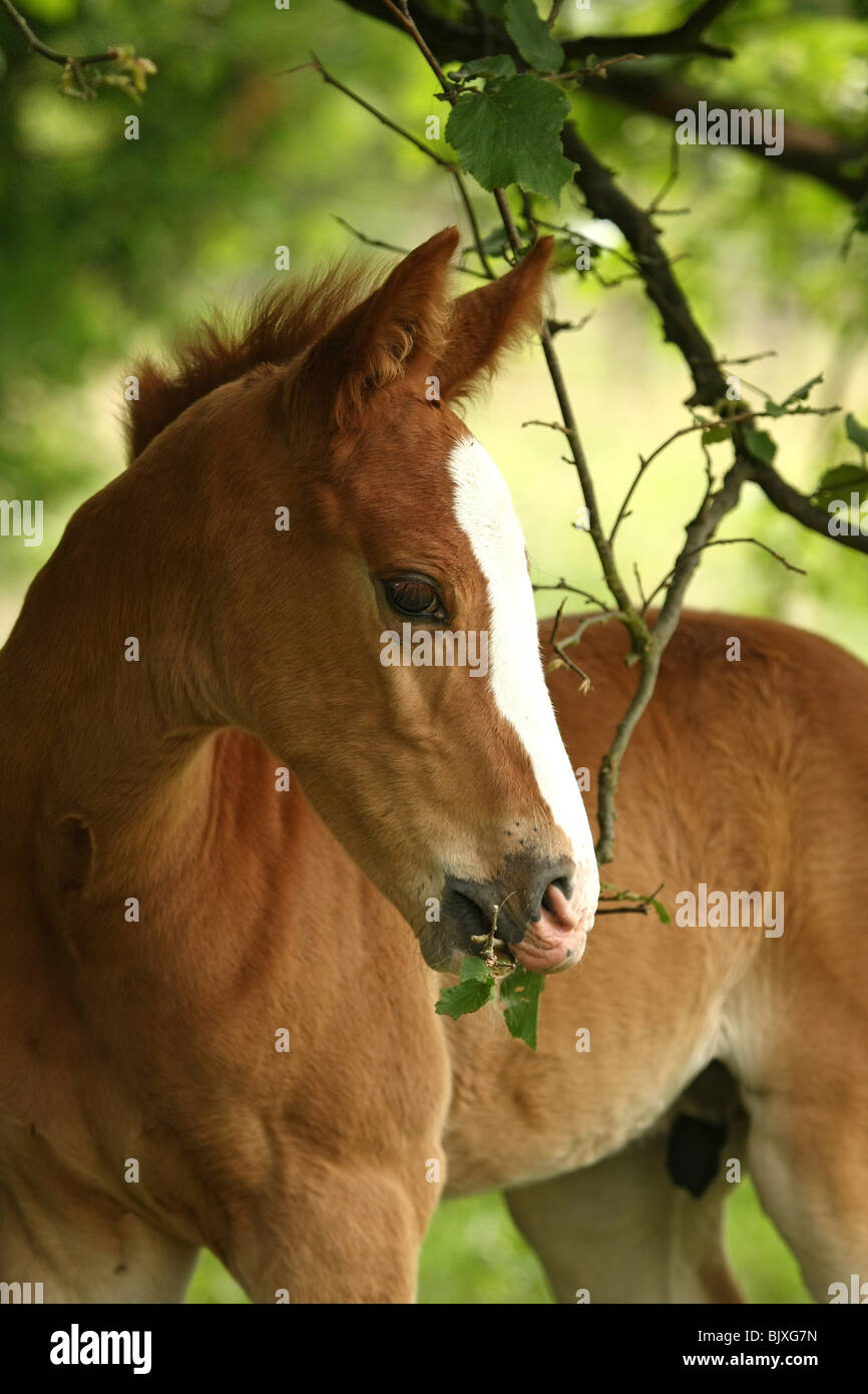 Foal eating hi-res stock photography and images - Alamy