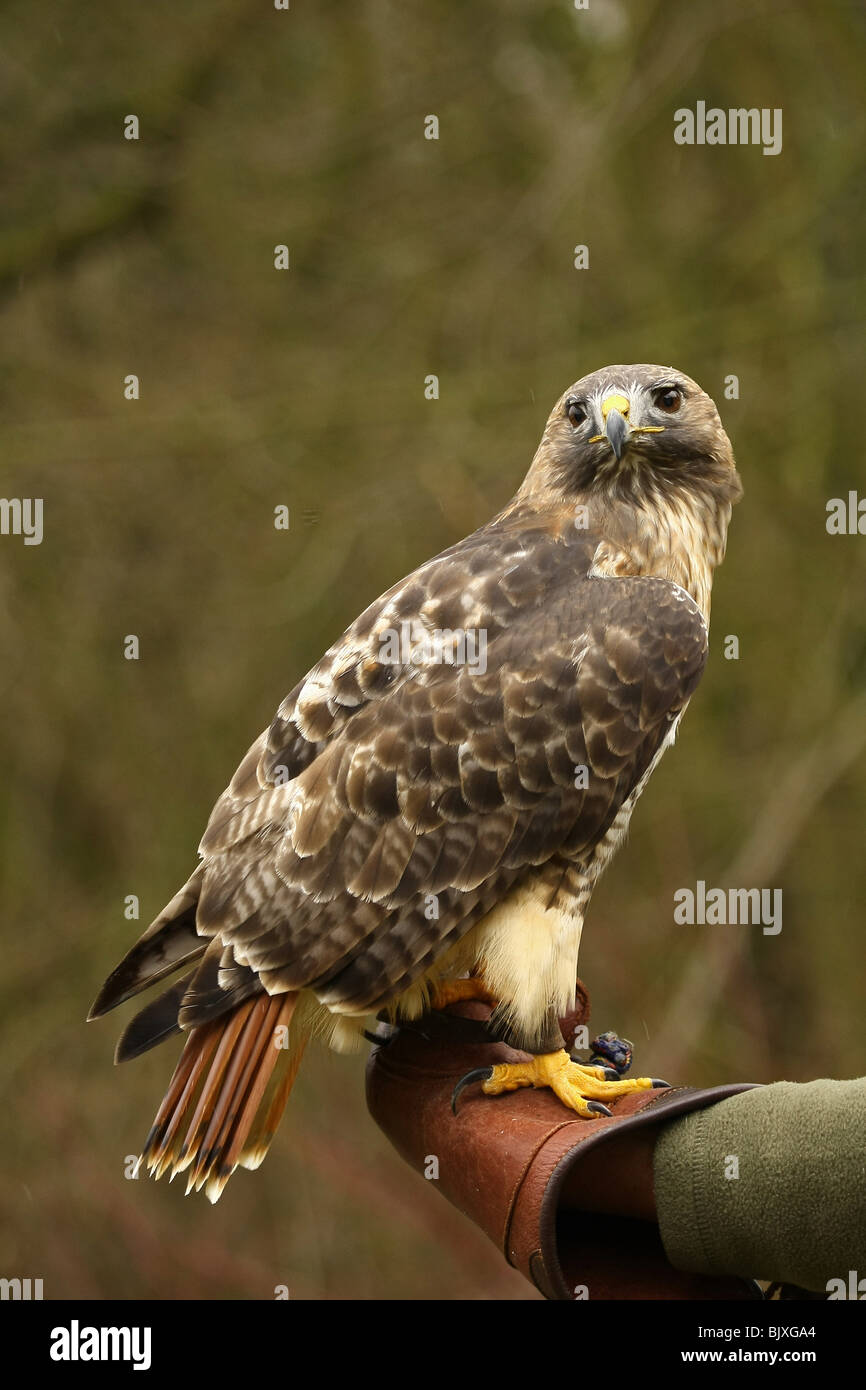 Hawks and humans hi-res stock photography and images - Alamy
