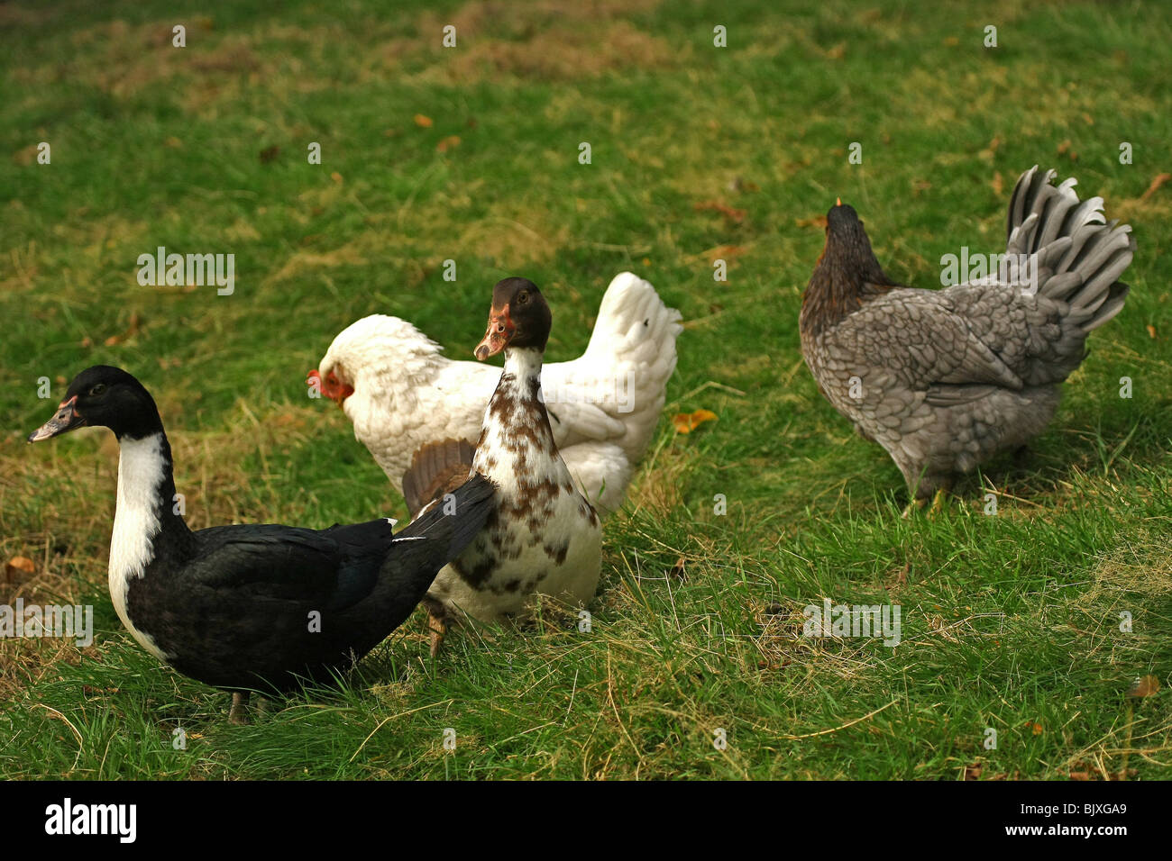 ducks and chicken Stock Photo - Alamy