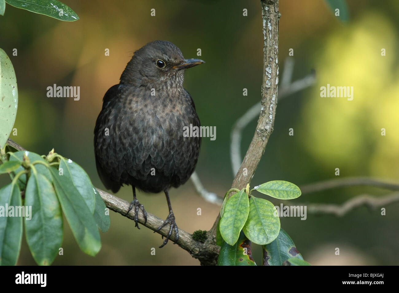 Blackbirds birds blackbird hi-res stock photography and images - Alamy