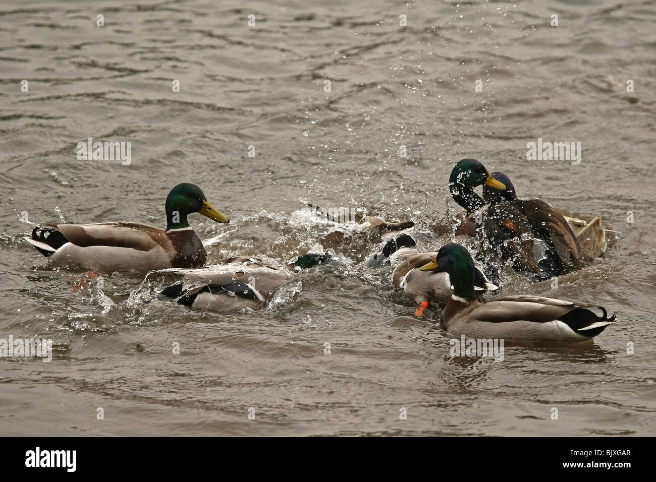 Group of adults fighting hi-res stock photography and images - Alamy