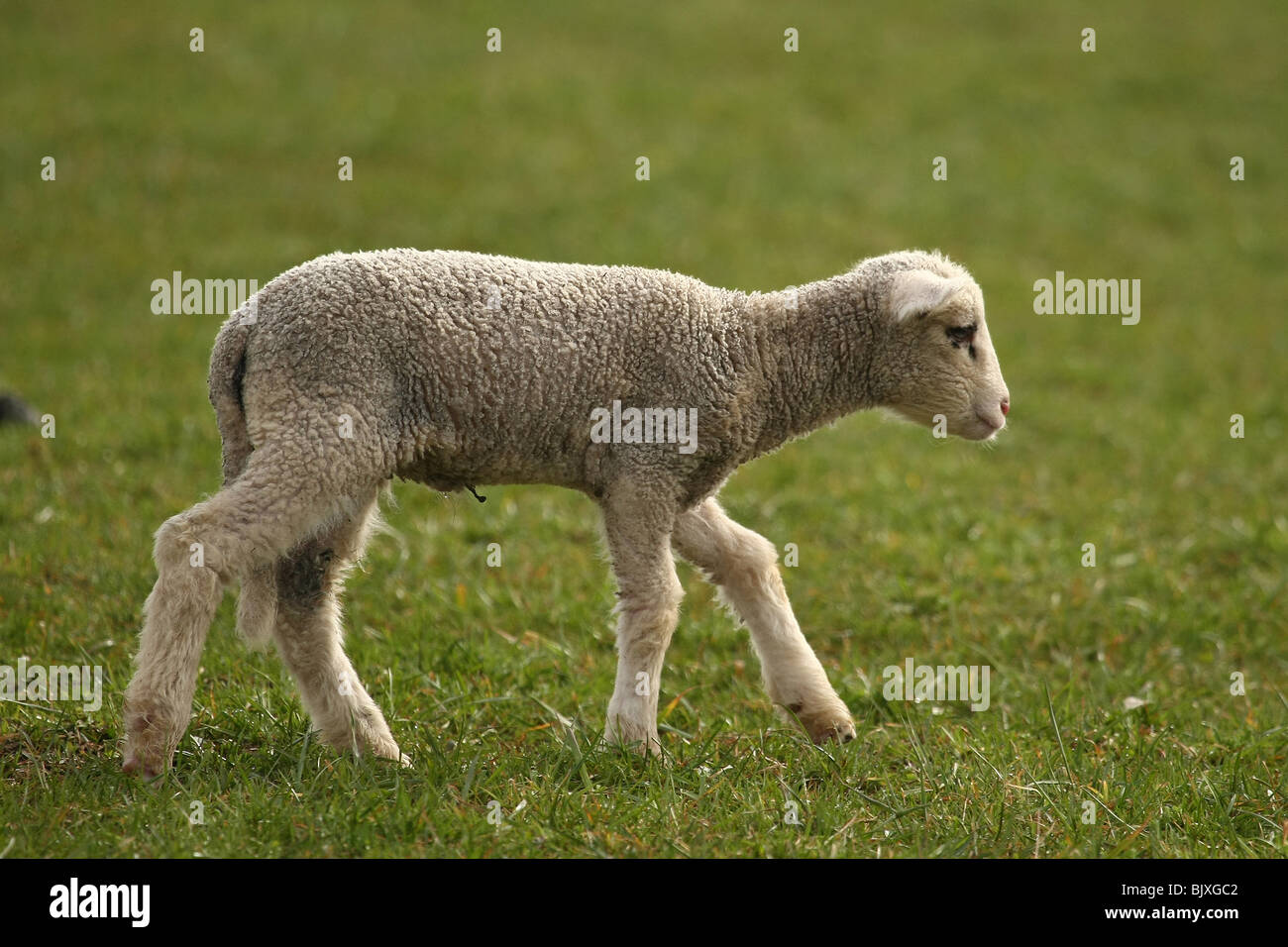 Lamb profile hi-res stock photography and images - Alamy