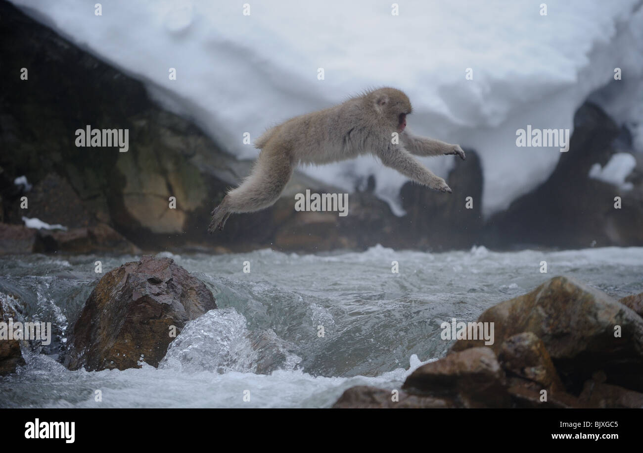 Snow monkey leaping across river in Winter. Location is Jigokudani in ...