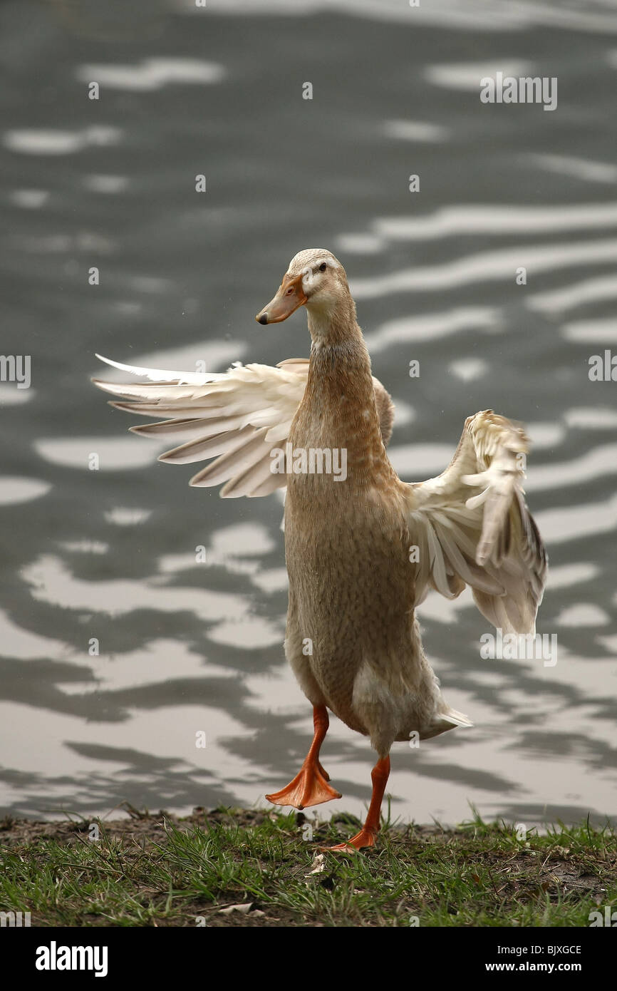 Indian runner duck Stock Photo - Alamy
