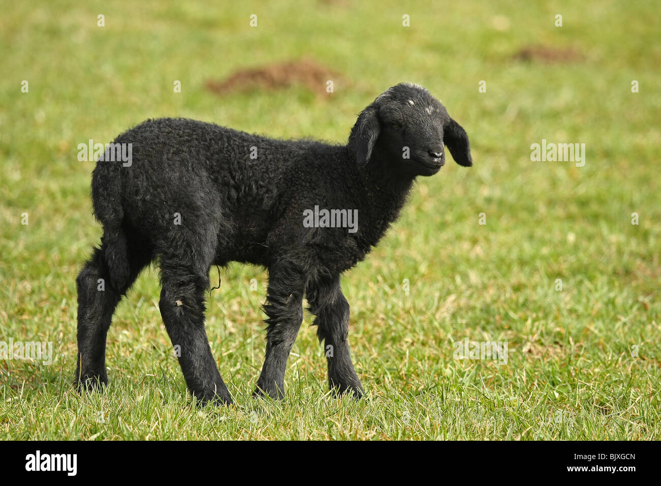 Black Lamb