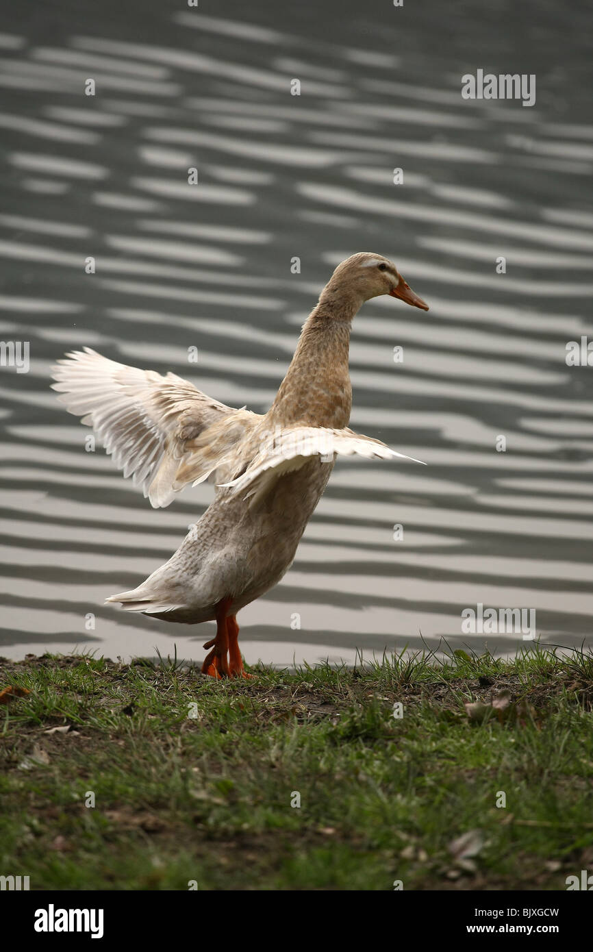 Indian runner duck Stock Photo - Alamy
