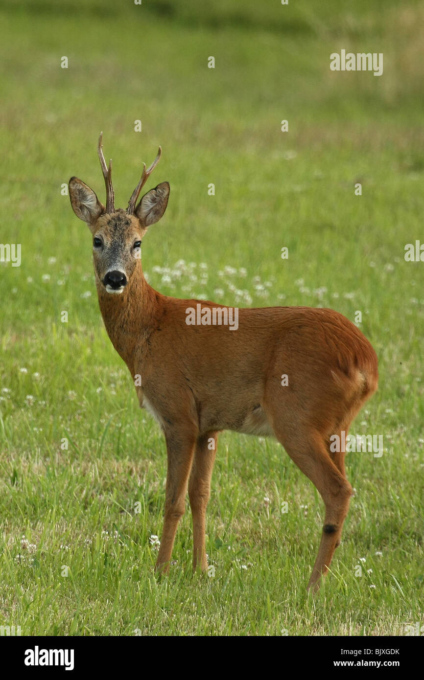 Roebucks hi-res stock photography and images - Alamy