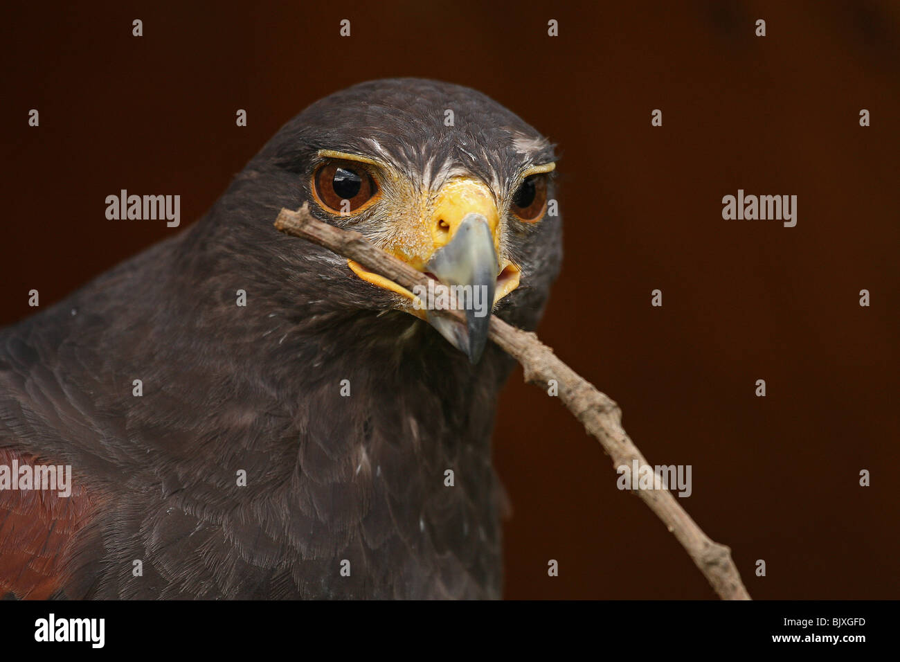 Harris hawks hi-res stock photography and images - Alamy