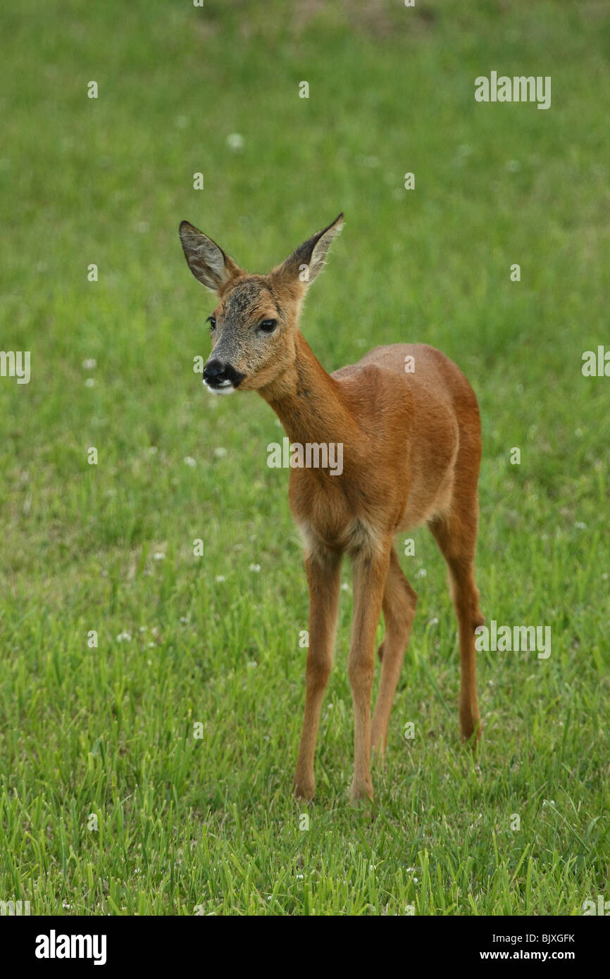 Roedeer hi-res stock photography and images - Alamy