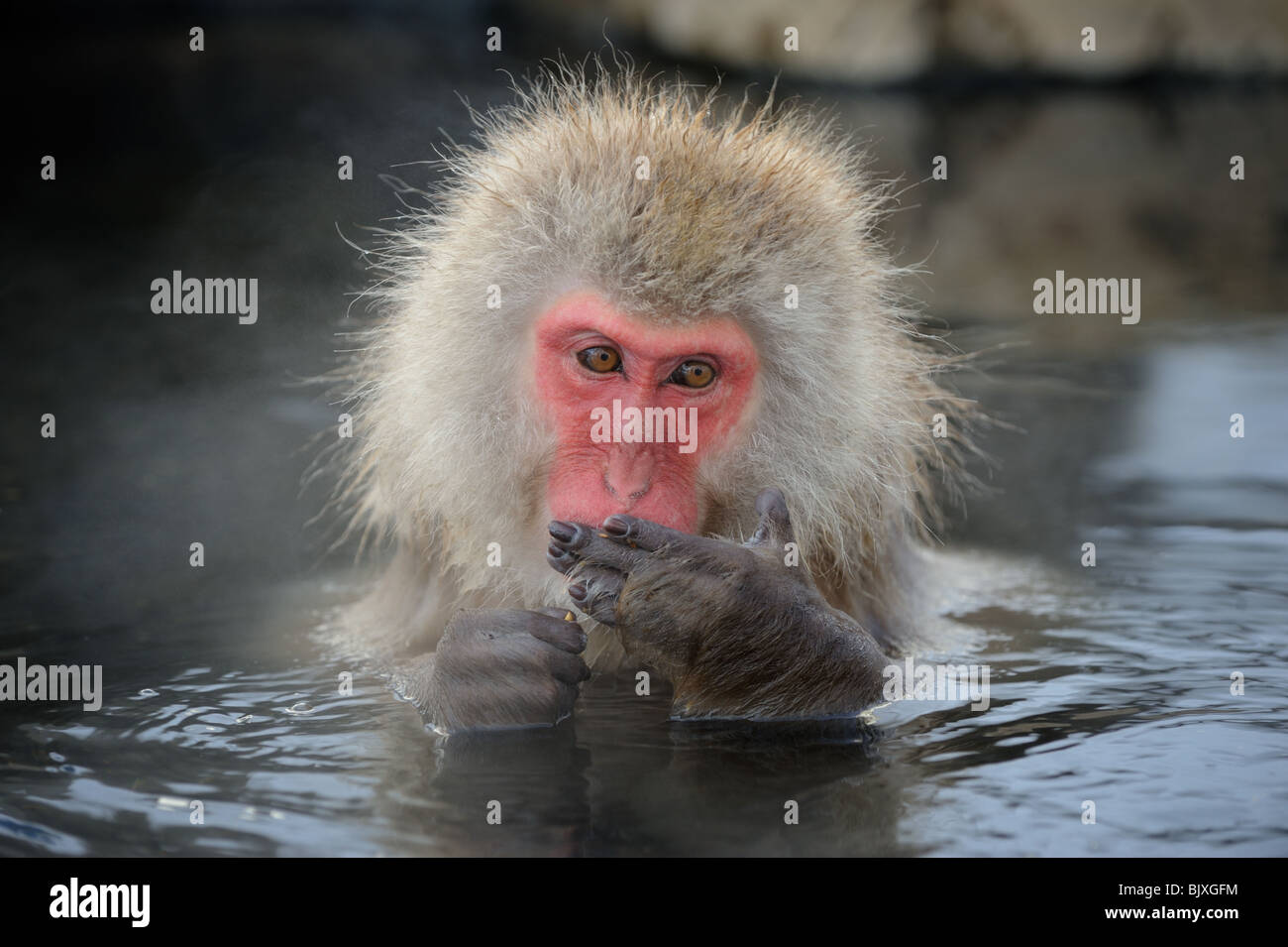Snow monkey bathing in hot-spring in Winter. Location is Jigokudani in ...