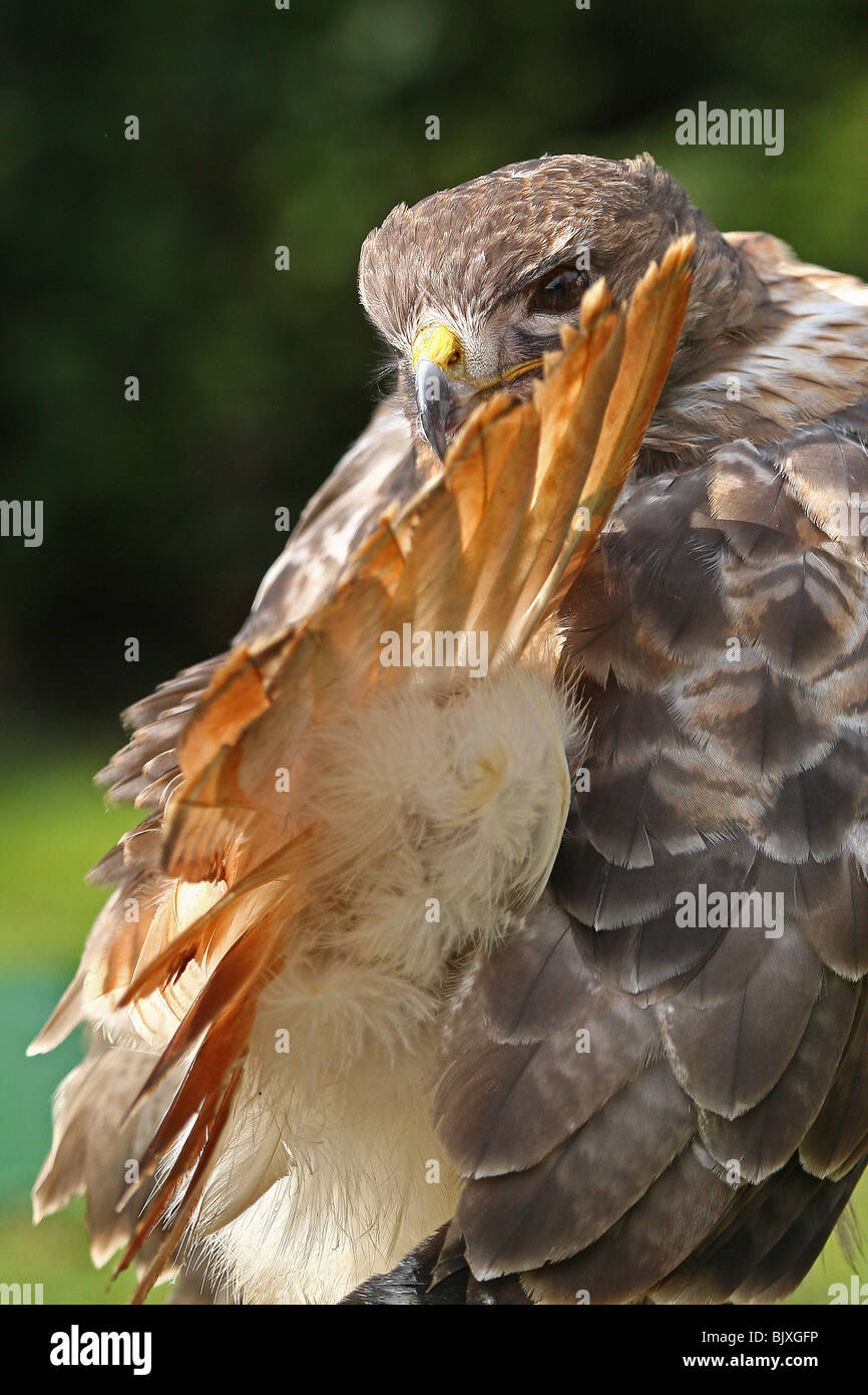 Canadian hawks hi-res stock photography and images - Alamy