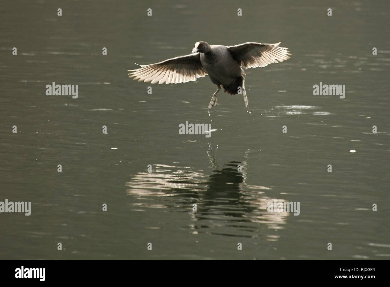 flying common gallinule Stock Photo - Alamy
