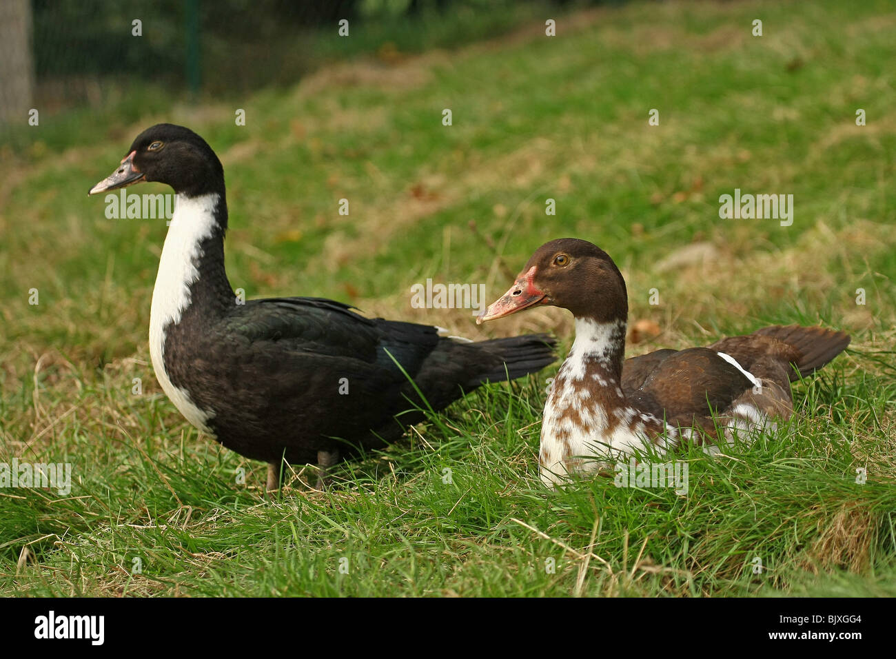 Pair of canards hi-res stock photography and images - Alamy