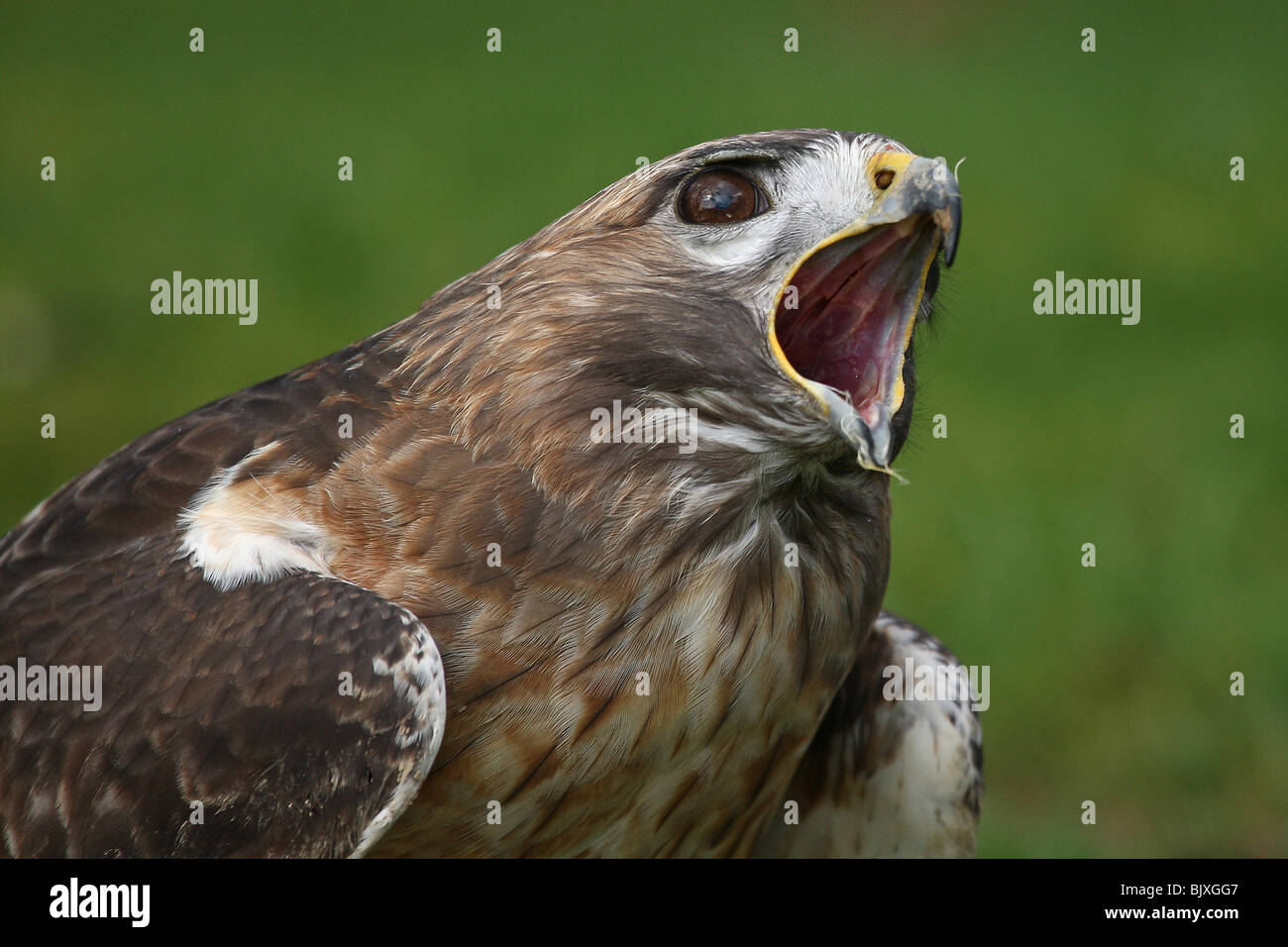 Canadian hawks hi-res stock photography and images - Alamy