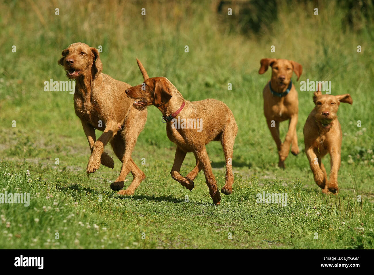 wirehaired Magyar Vizsla Stock Photo - Alamy