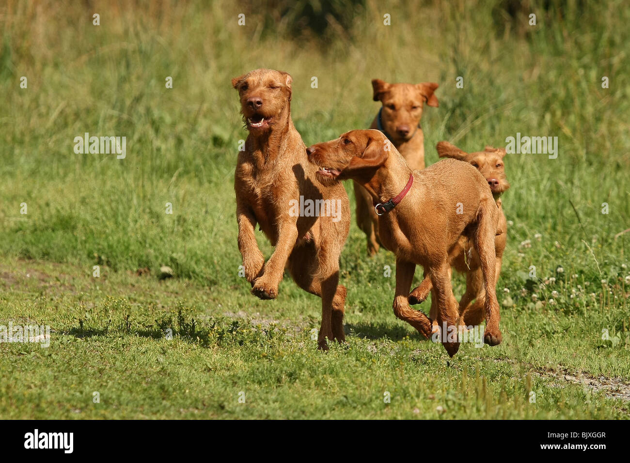 wirehaired Magyar Vizsla Stock Photo - Alamy