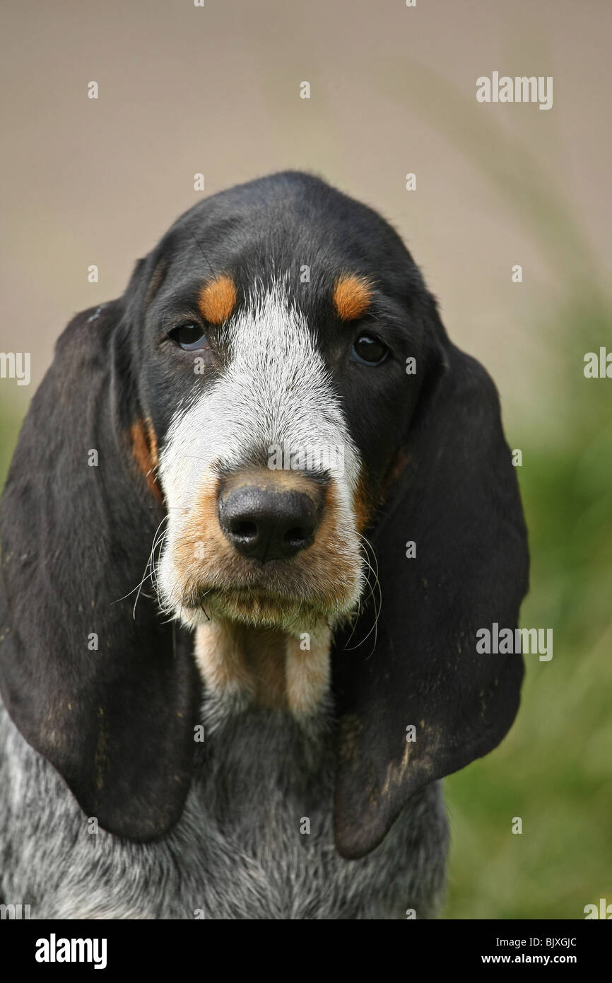 Blue griffon de gascogne hi-res stock photography and images - Alamy