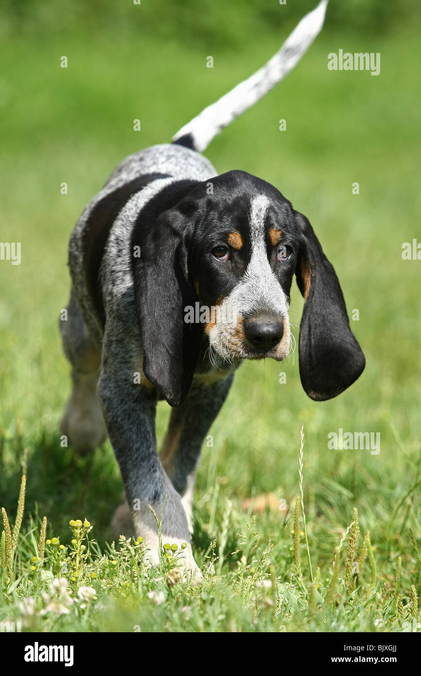 Griffon bleu de gascogne hi-res stock photography and images - Alamy