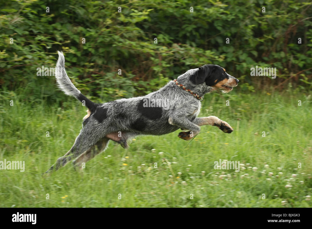 Griffon bleu de gascogne hi-res stock photography and images - Alamy